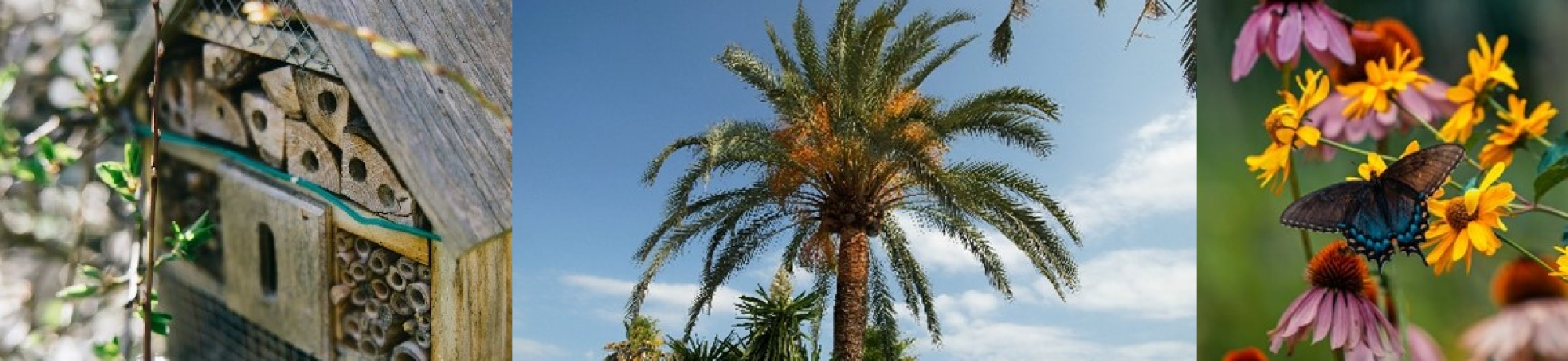 Planning Year Round Native Plant Pollinator Gardens | California Master ...